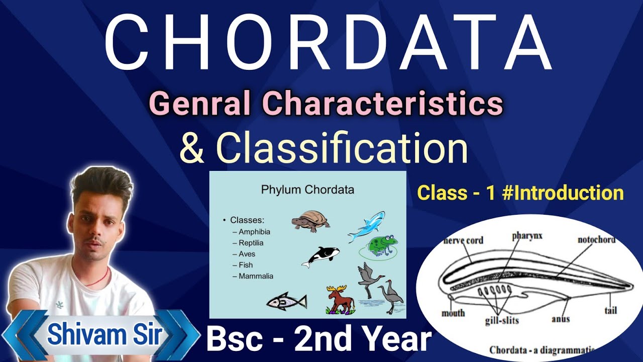 Class - 1 | Genral Characteristics and Classification Of Phylum ...