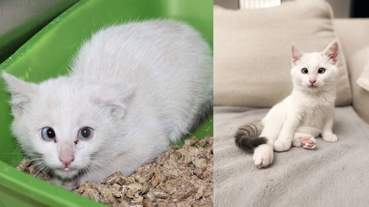 Shelter rescue - 11 kittens saved the day they were going to be killed ...