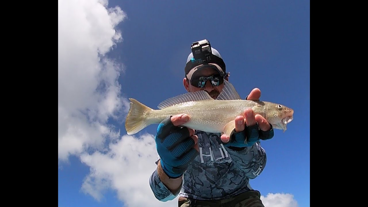 WHITING aka Gulfshore Kingfish 14 5 Inch 3 8 22 - YouTube