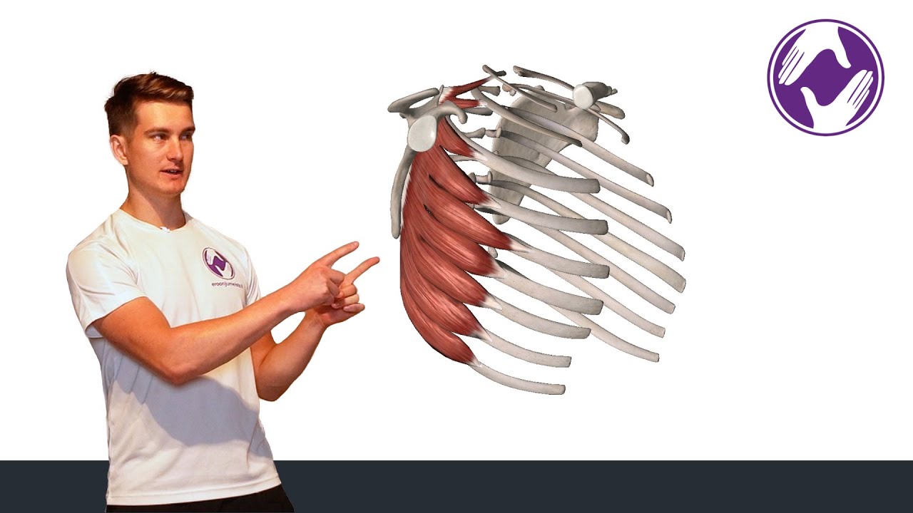 Hartiat jumittaa, kun tämä lihas ei toimi - YouTube