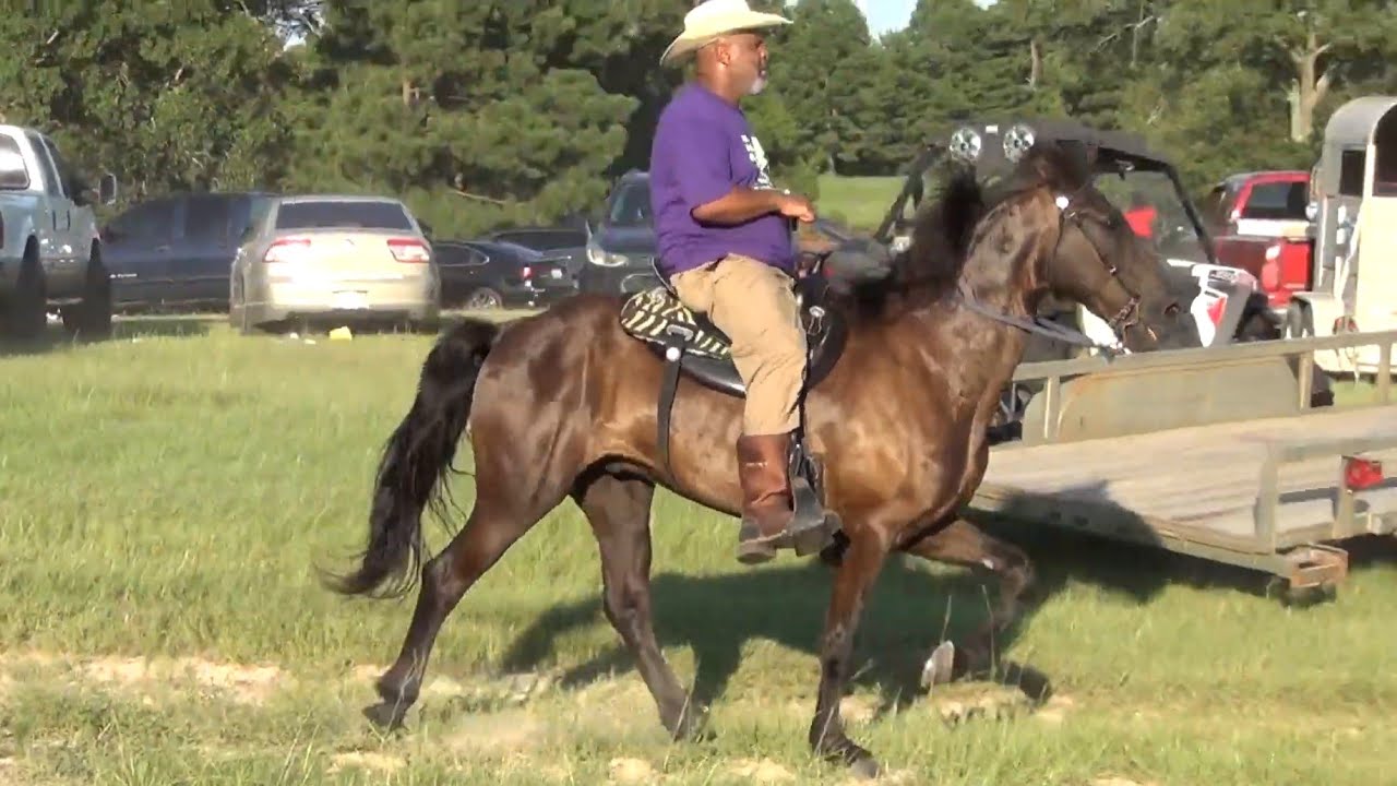 Unloading Saddle Horses (BMS and DCF) at Douglassville Texas Trail Ride ...