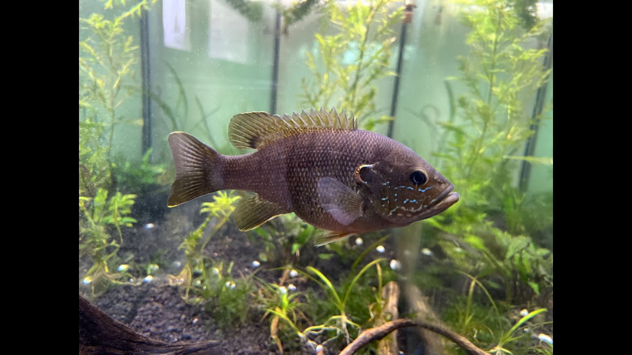 Nebraska native fish tank time lapse and goodbyes - YouTube
