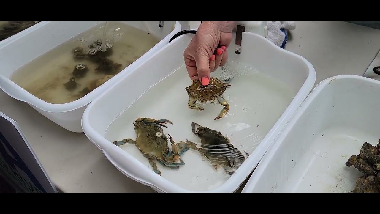Crab Shedding Shell! - YouTube
