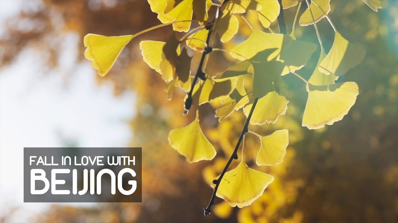 #Fall in Love Beijing – Autumn Leaves Put on a Show - YouTube