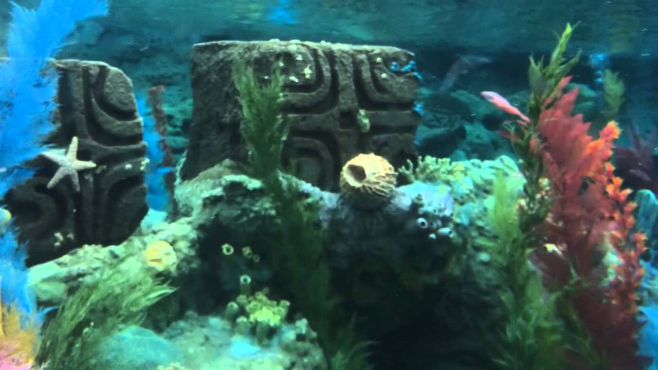 Nemo's Submarine Voyage - YouTube