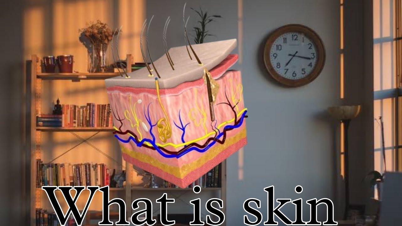 What is skin? - YouTube