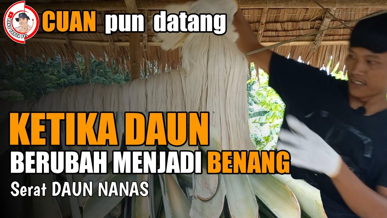 Pineapple leaf fiber manufacturing process // Daun Yang Berubah Menjadi ...