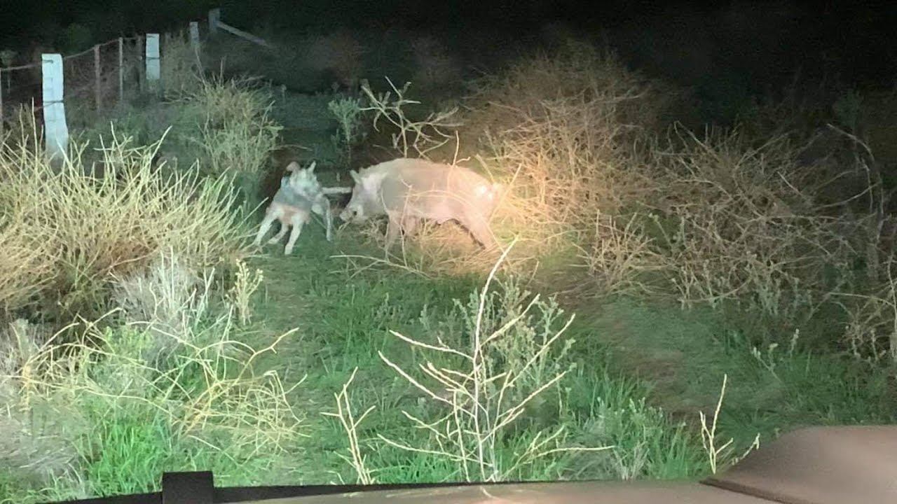 Pig chasing nsw 2020 - YouTube