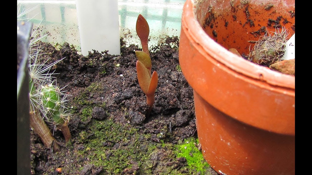WOW! My Opuntia 'Prickly Pear' Cactus Seeds have germinated 14 months ...