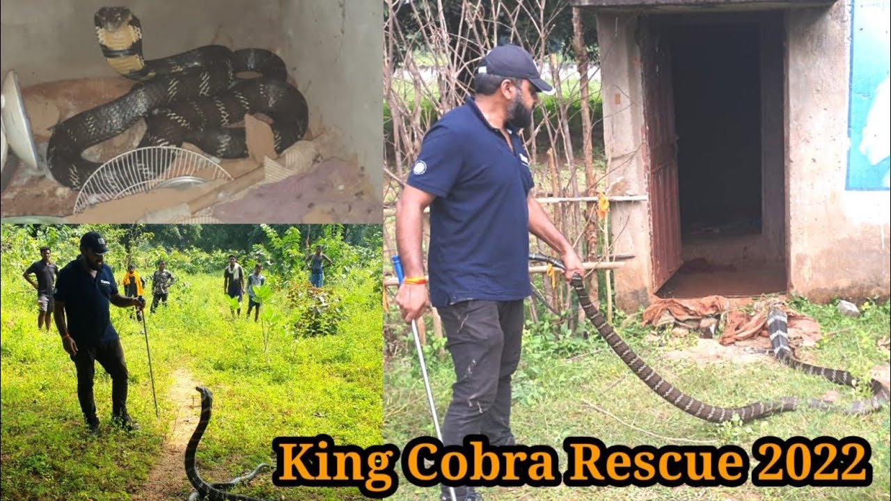 King Cobra | India King Cobra | King Cobra Rescue | Cobra Recuse/Cobra ...