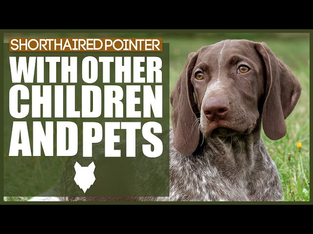 Does The German Shorthaired Pointer Love Children