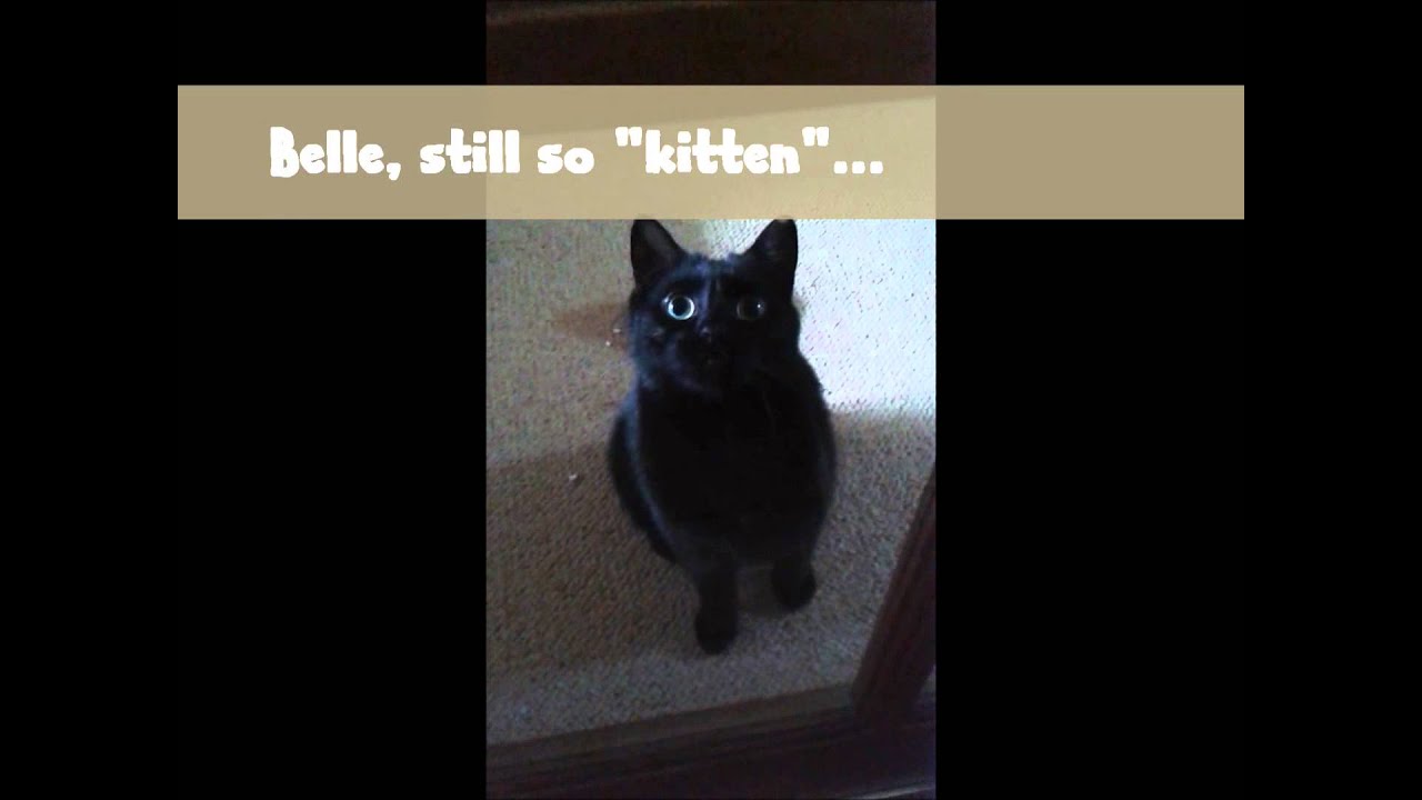 Cats and Monty Python... - YouTube