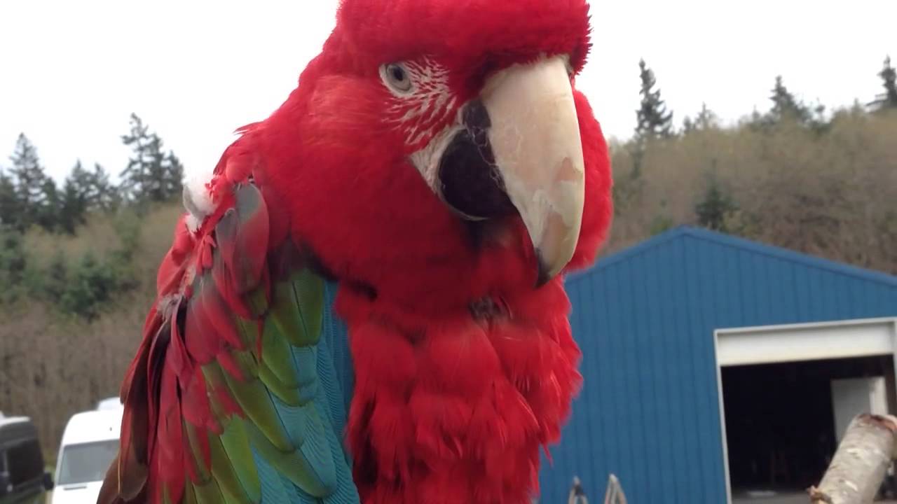 Ruby the Greenwing Macaw is a little confused. - YouTube
