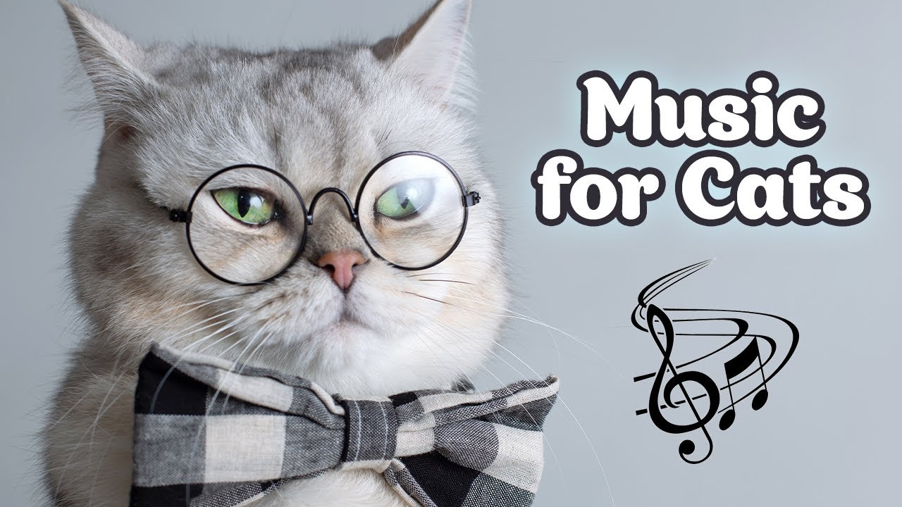 Music for restless cats 😻 Music for anxious cats ♬ Stress Relief - YouTube