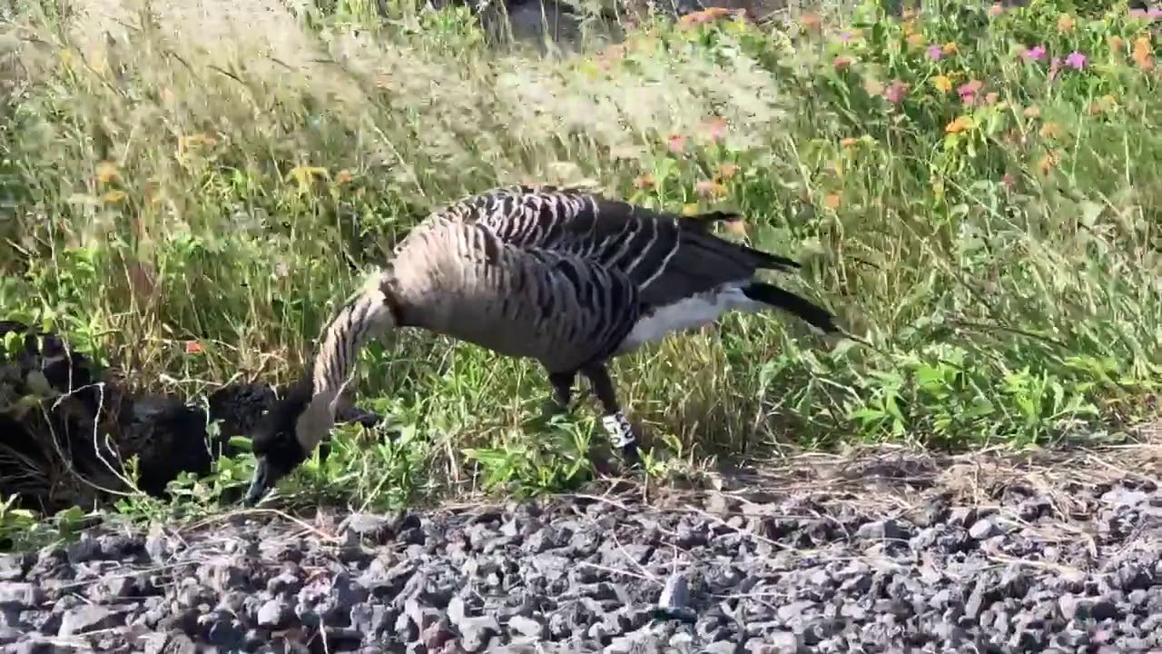 Nene Geese are out in the Park Hawaii Tracker - YouTube