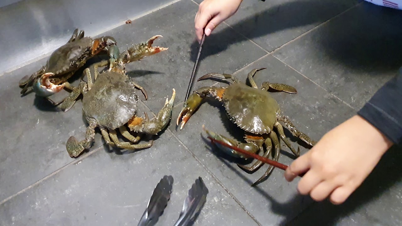 #Mud #Crabs #Fighting - YouTube