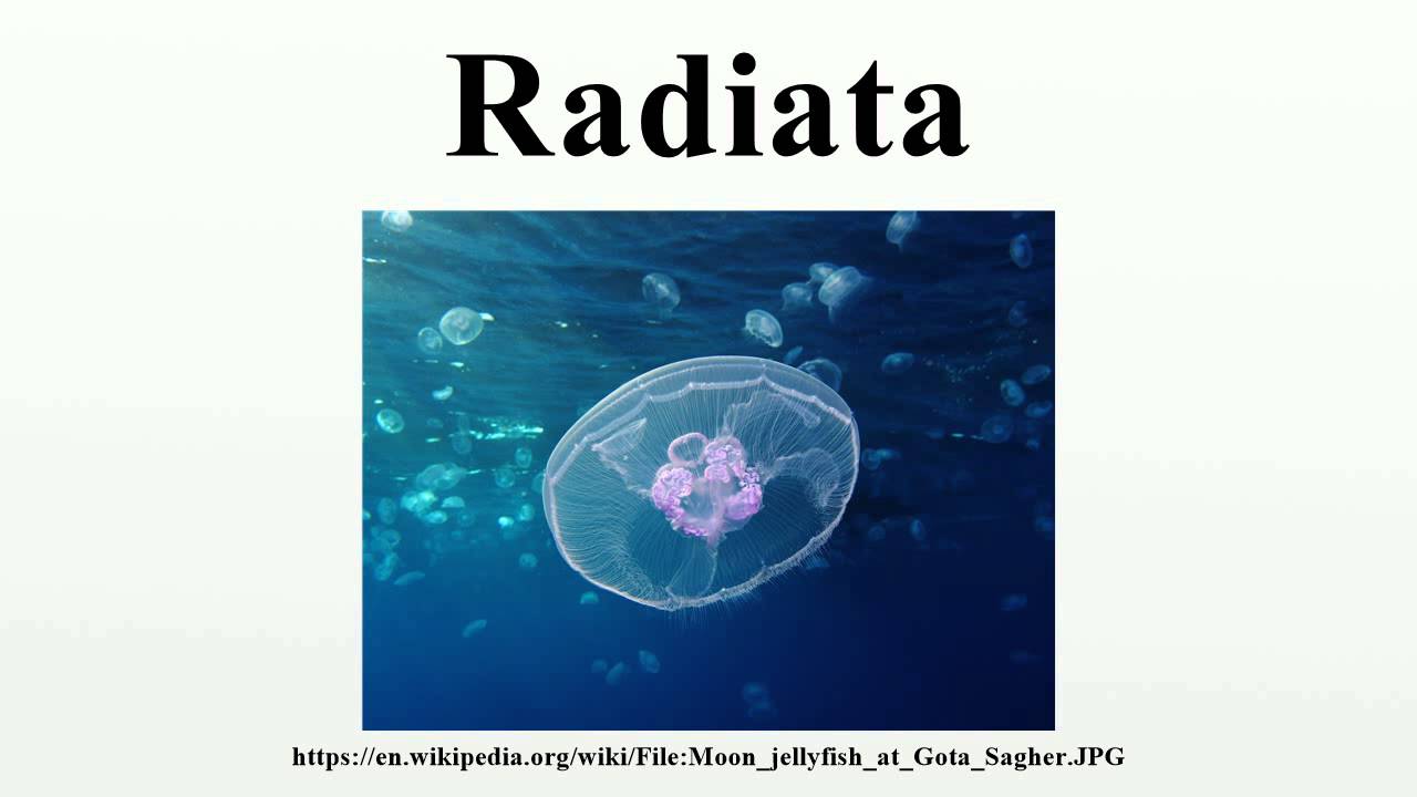Radiata - YouTube