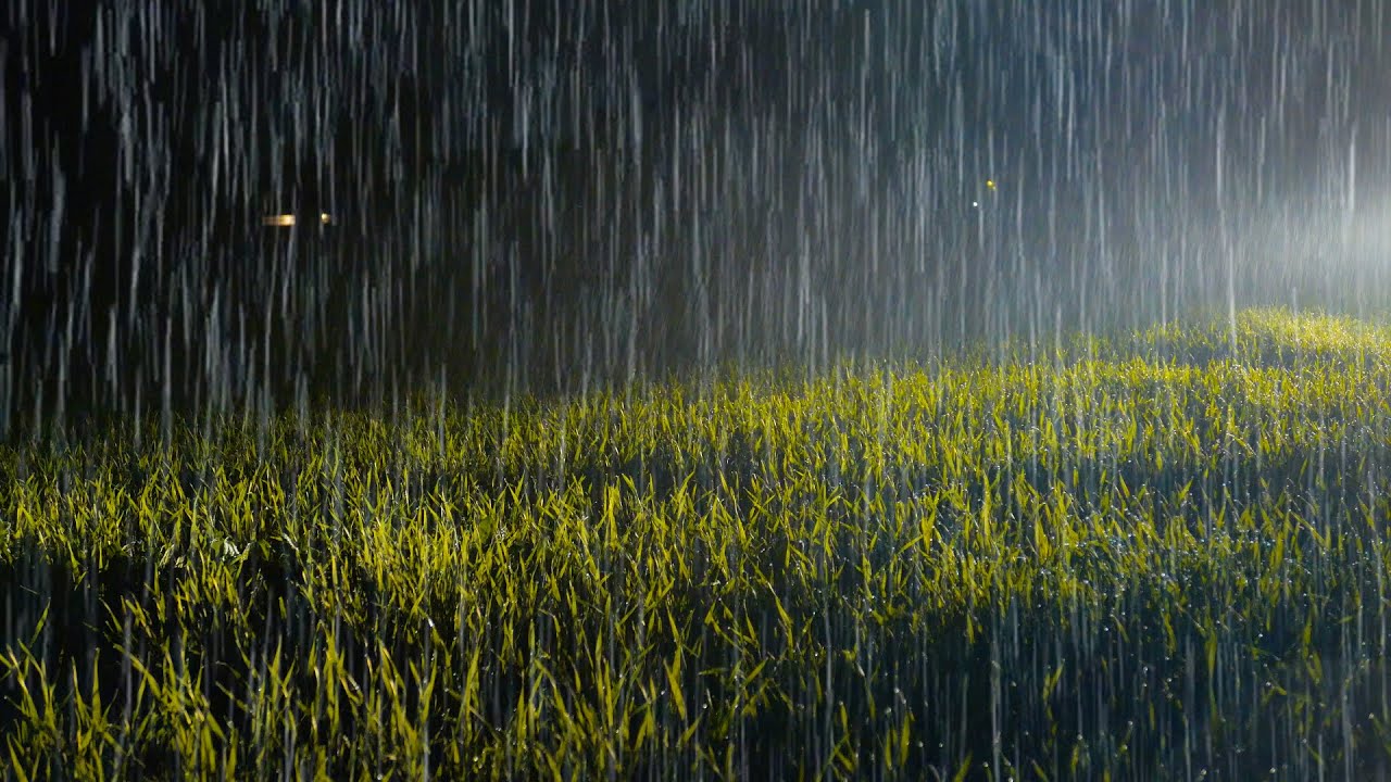 Nature sounds Rainy Wheat fields-Night Rain sounds for sleeping - YouTube
