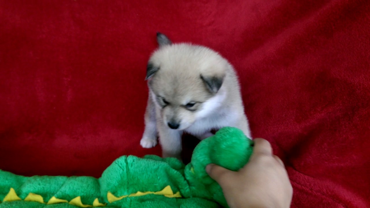 Grey and White Male Pomsky Puppy - YouTube