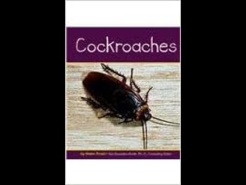 Cockroaches - YouTube