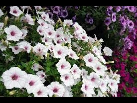How to grow petonia flowers/Petonia care at home(English) - YouTube
