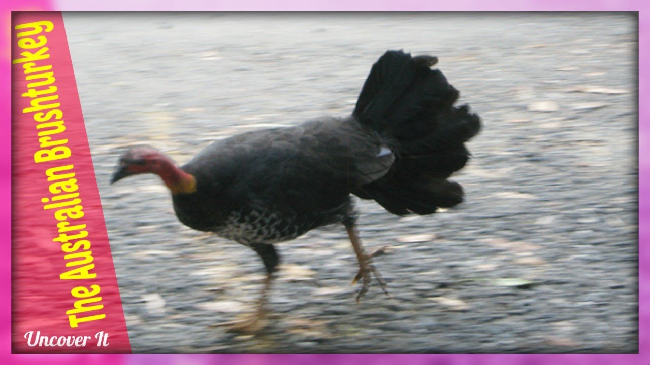 Turkey Bird | Birds of Australia | Information About Birds | The ...