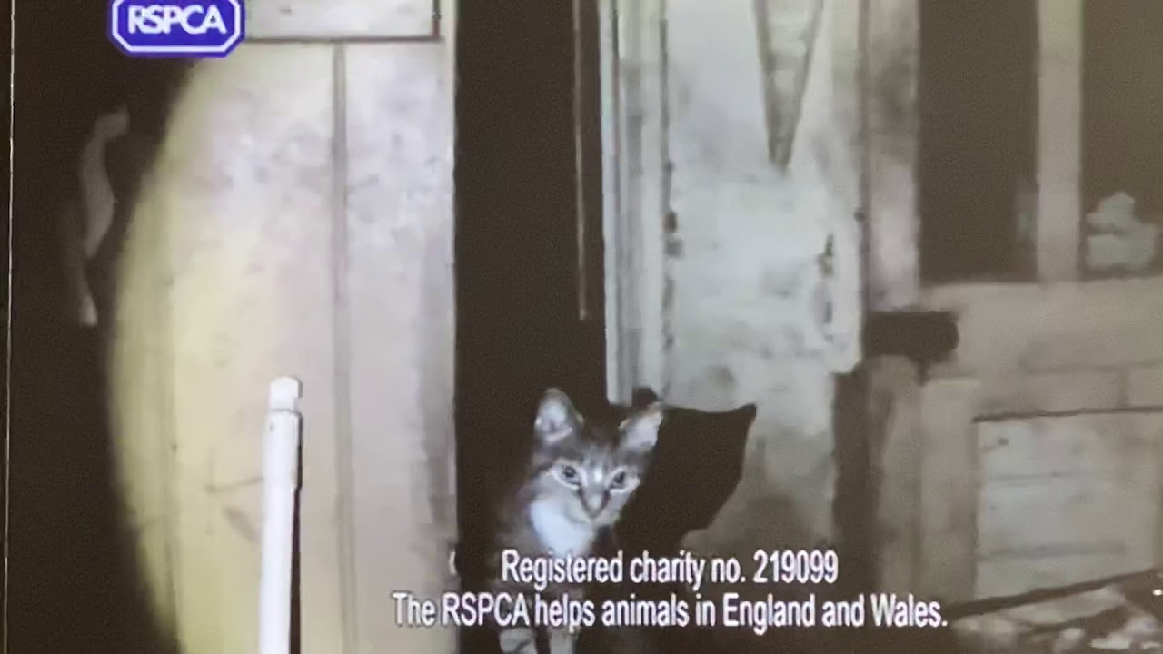 RSPCA Advert April 2020. DOES ANYONE KNOW THE NAME OF THE BACKGROUND ...