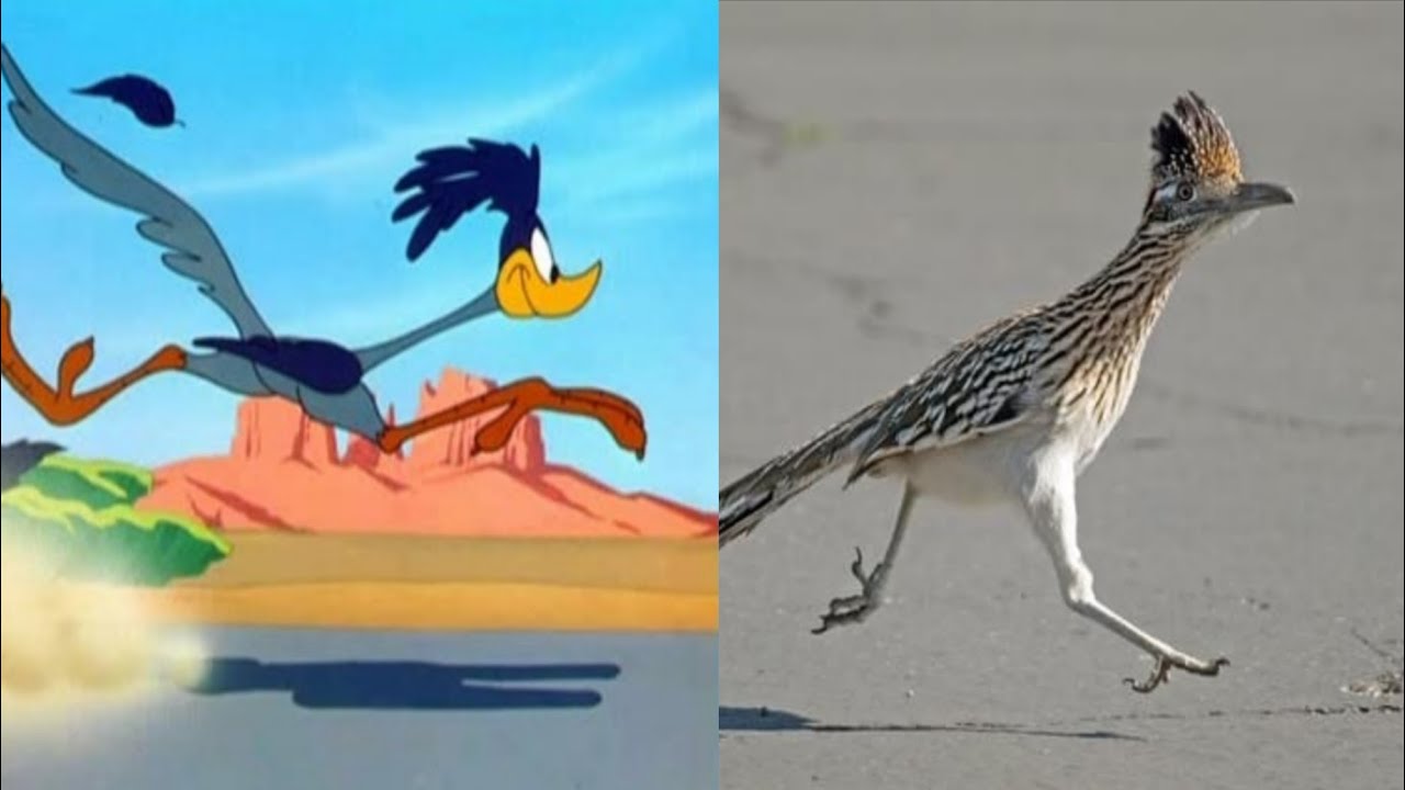 The real life Roadrunner Bird - YouTube
