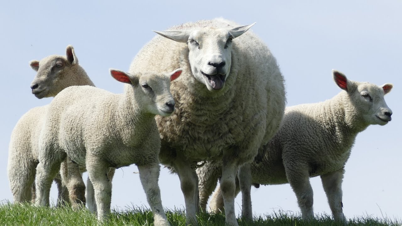 Lovely Sheep Videos Sheep Grazing - YouTube