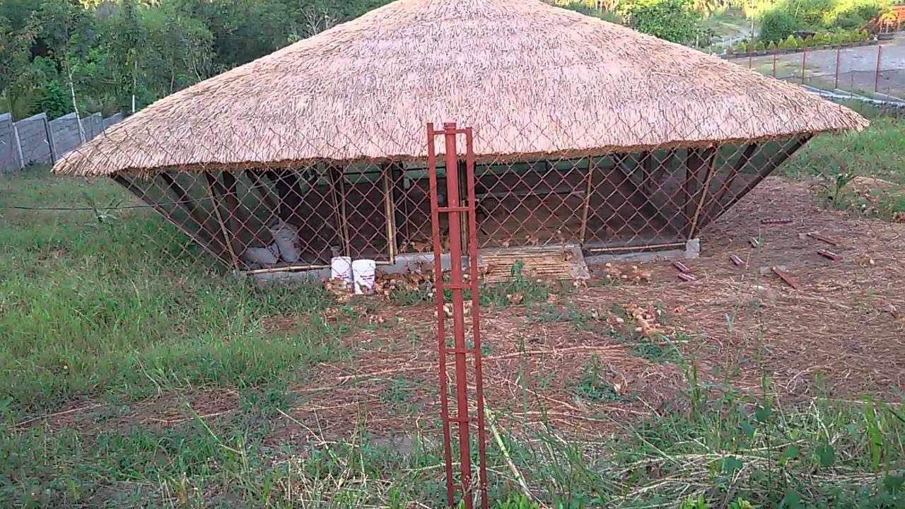 Free ranged hubbard chicken in mamacao - YouTube