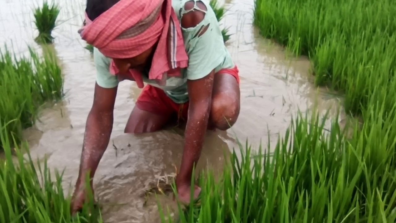 Farming: Paddy Plantation Process! - YouTube