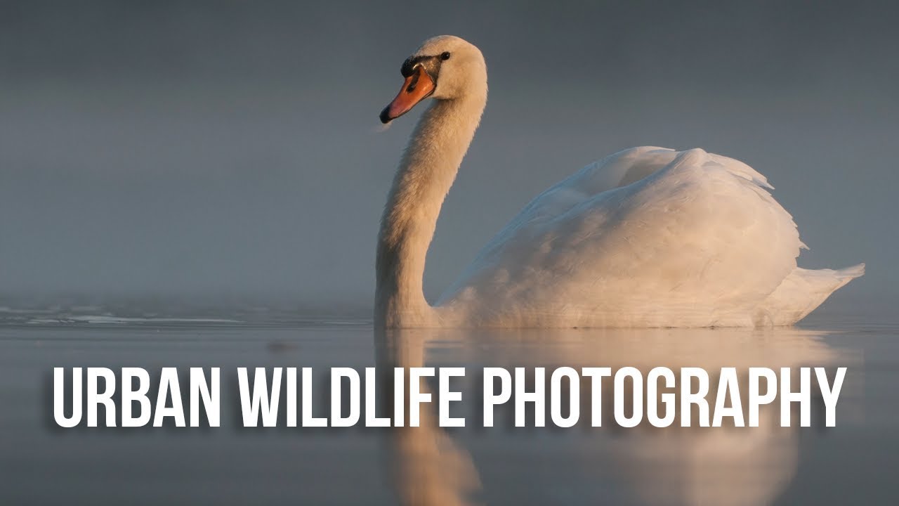 How to Photograph Wildlife in the City with Sam Rowley | Urban Wildlife ...