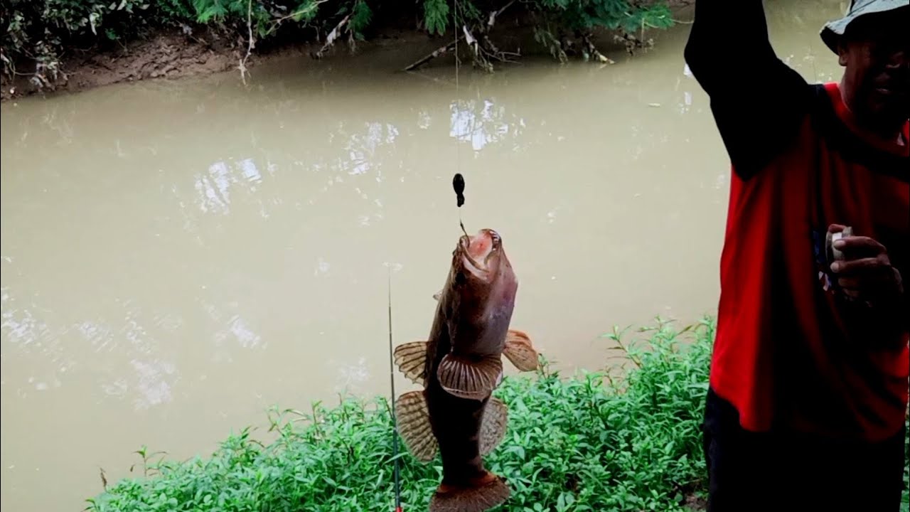 Mancing ikan Betutu/Boboso BESAR || abah nguseup - YouTube