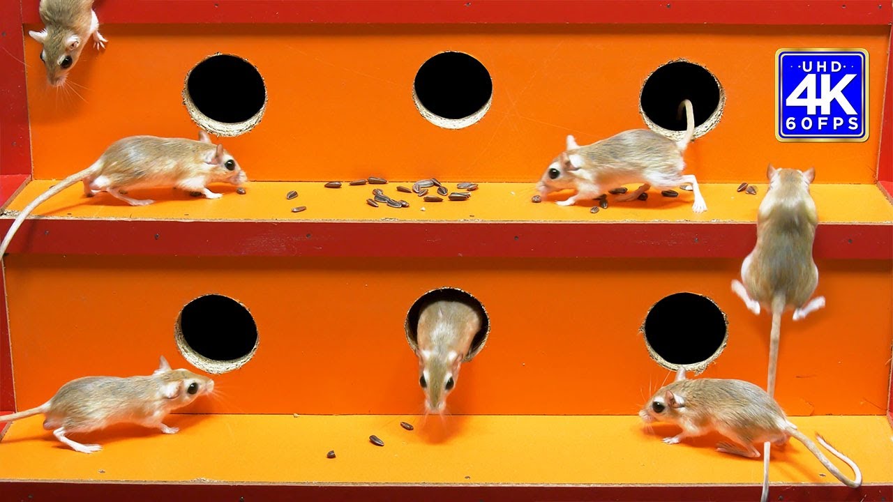 Mouse Videos for Cats to Watch - Catching Mice Hide & Seek and in Out ...