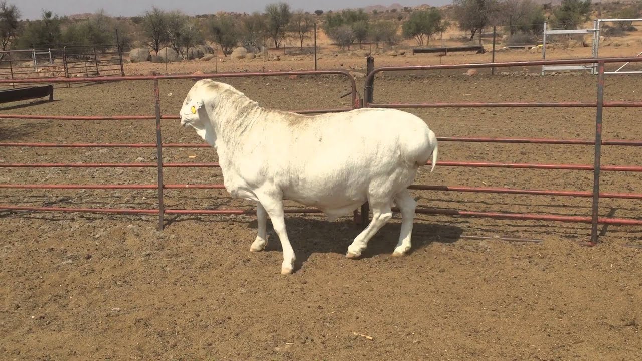 Van Rooy ram 'Chopper', Piet Coetzee (Namibia) piet@namboer.com - YouTube