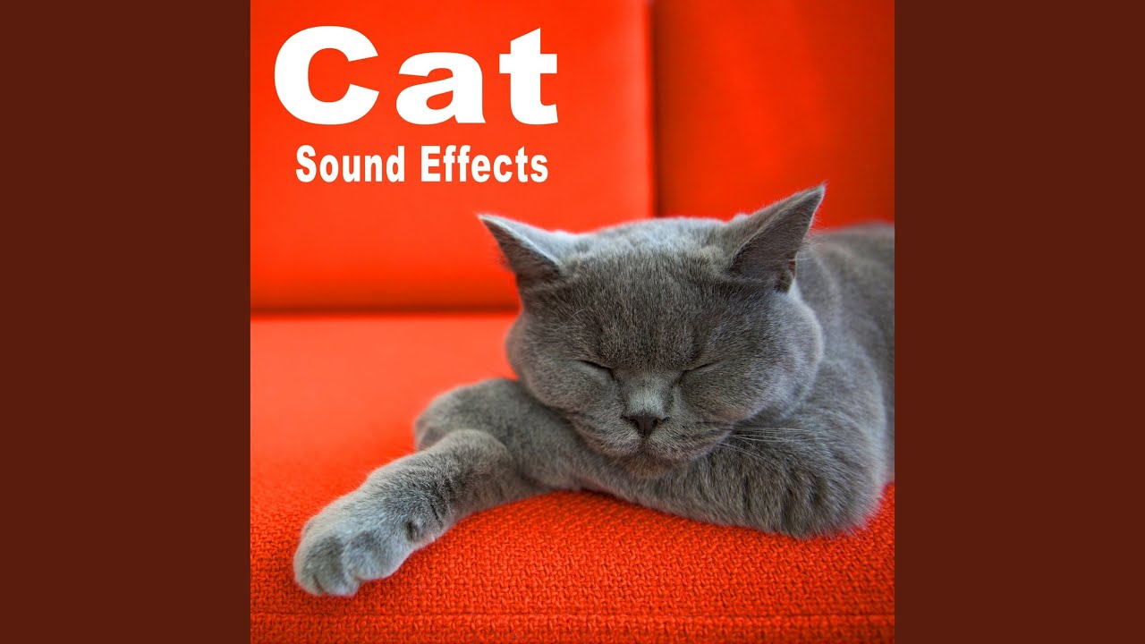 Domestic Cat Meows and Angrily Screeches Take 5 - YouTube