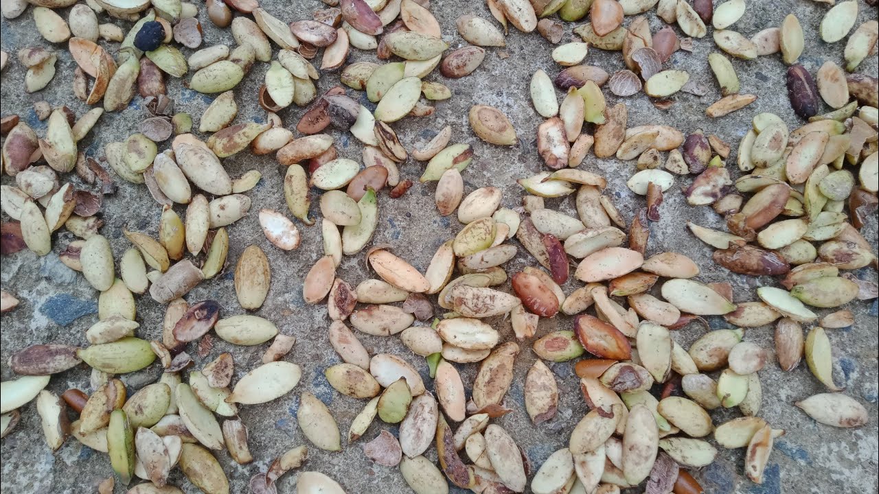 Mahua tree || Mahua flower || Mahua fruit || Oil seed - YouTube