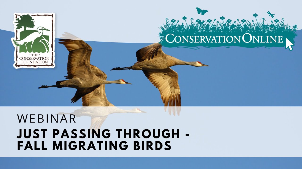 Just Passing Through--Fall Migrating Birds | Webinar - YouTube