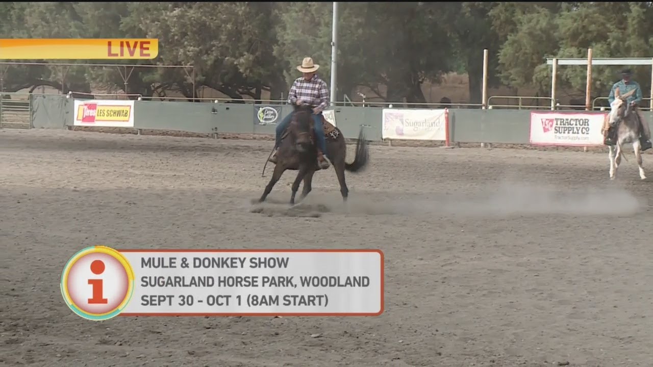 Donkey and Mule Show Pt. 2 - YouTube