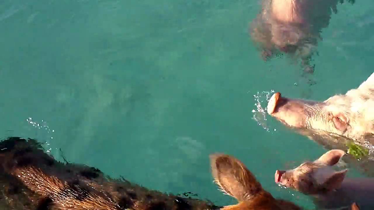 Swimming pigs of Staniel Cay, Bahamas - YouTube