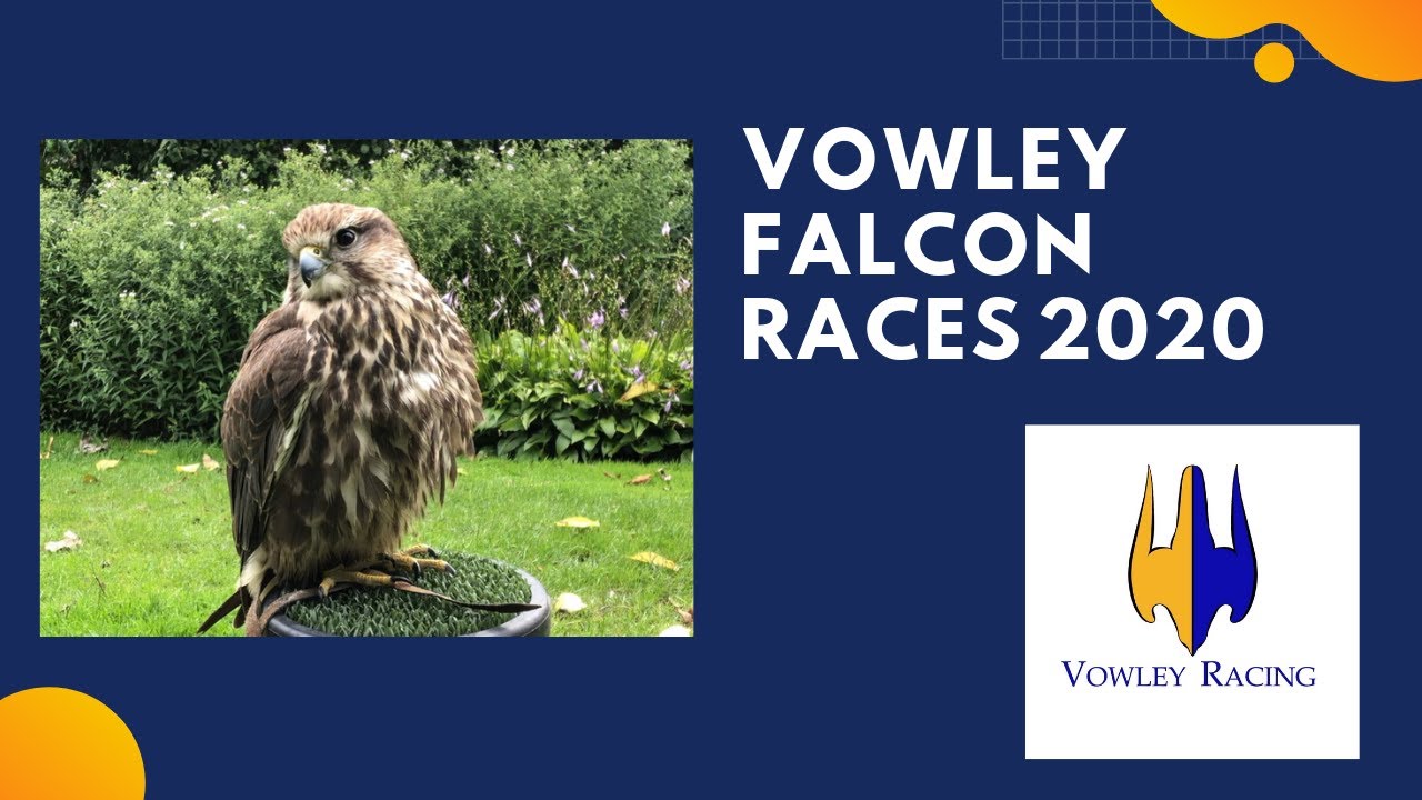 Vowley Falcon Races 2020 | Mocha the Saker Falcon | Training and ...