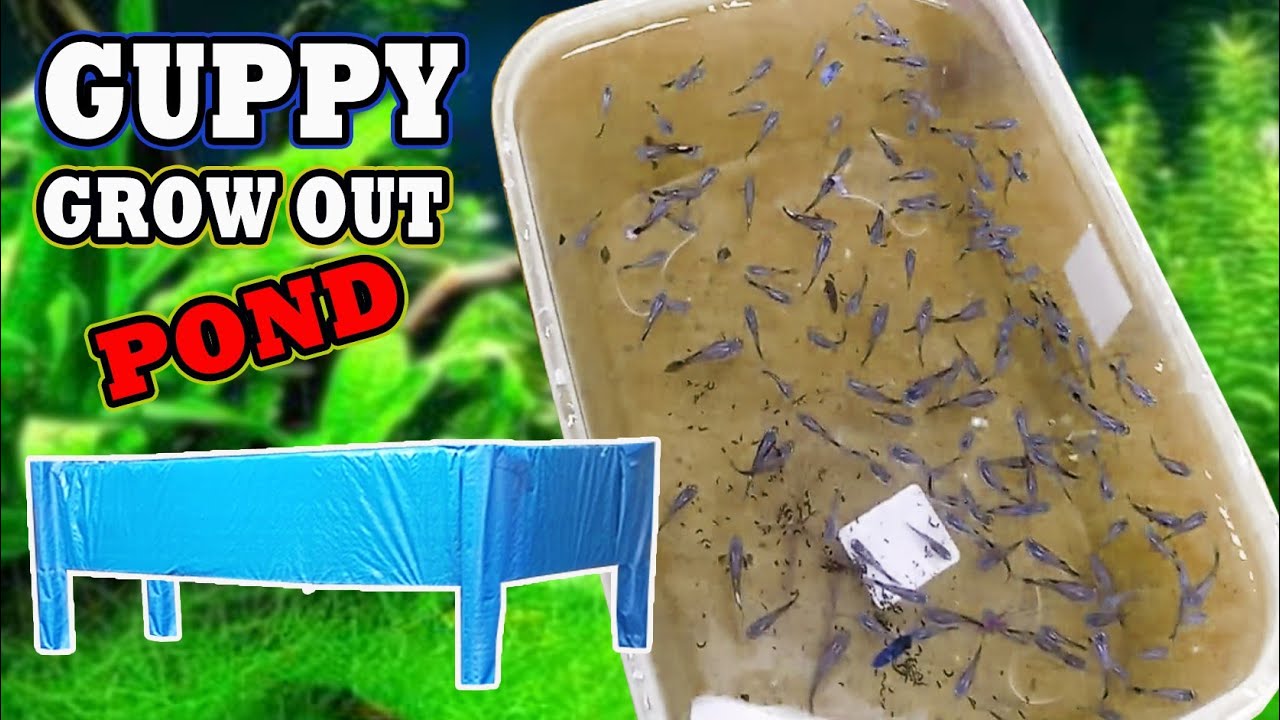 BIGGER GROW OUT POND FOR MY DUMBO EAR MOSAIC GUPPY (English Subtitle ...