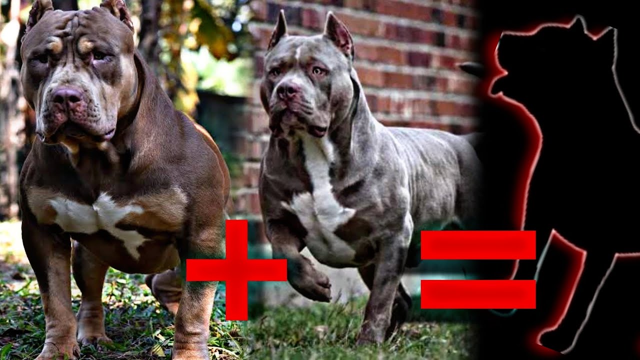 mistura de Pit monster com american Bully - YouTube