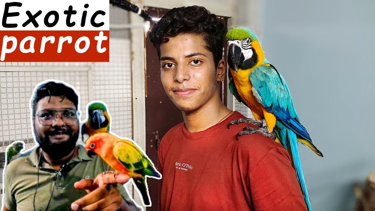 Exotic Birds in Delhi, talking parrot, macaw, african grey, parrot lory ...