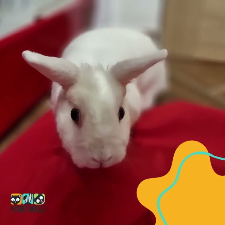 Pippin mini rabbit having fun in the sun - YouTube