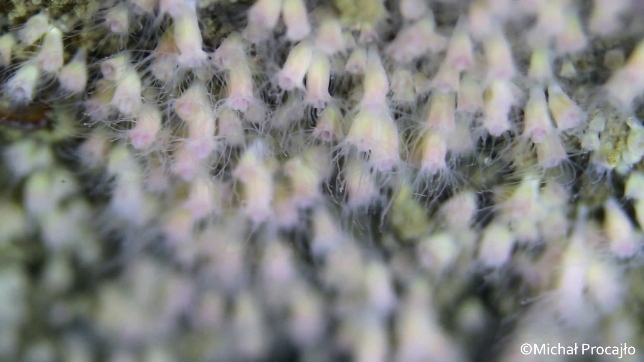 Chełbia modra - Aurelia aurita - Moon Jelly - YouTube