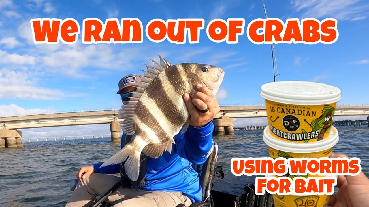 We Caught BIG Sheepshead using WORMS - YouTube