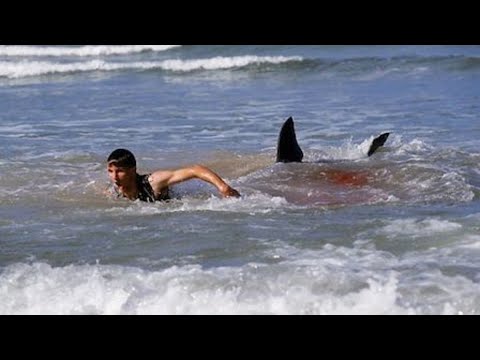 This Great White Shark Messed With The Wrong Surfer - YouTube