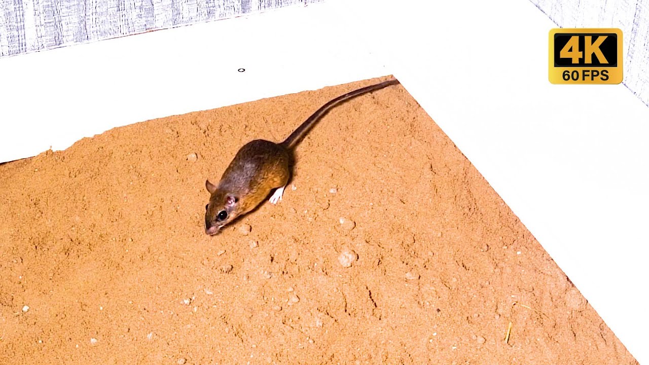 Ultimate Mouse Chase Video for Cats - Fun for Your Feline Friends ...