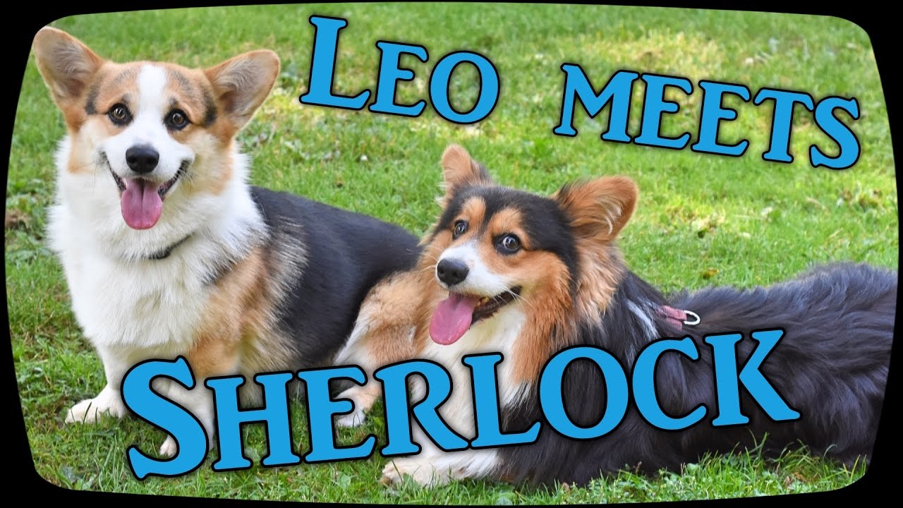 Leo meets Sherlock The Fluffy Corgi - YouTube